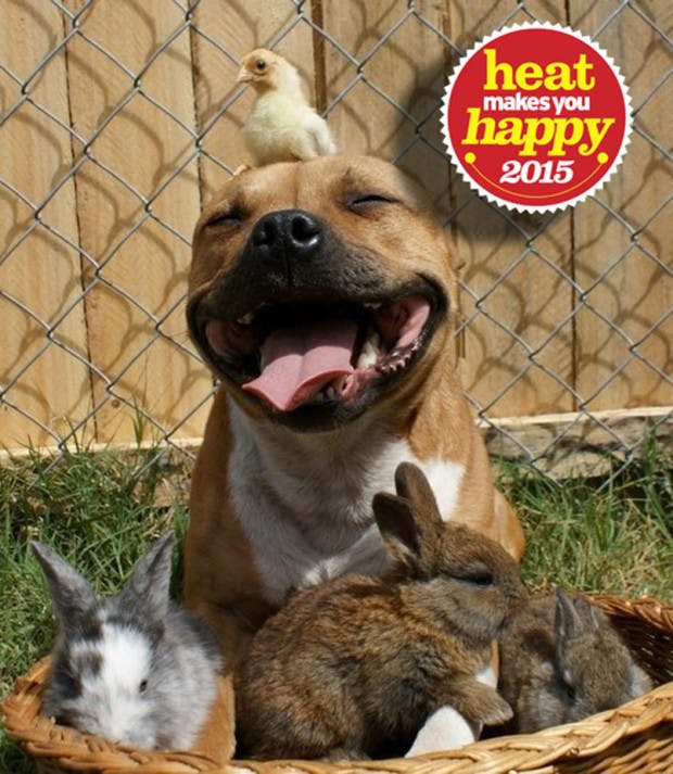 30 of the happiest animals you’ve ever seen – from a happy horse to a ...