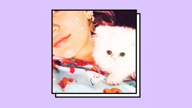 Miley Cyrus's New Cat Shanti Om Bb Is Adorable, And So Are These Other ...