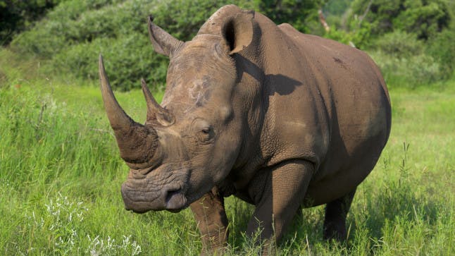 White rhino on edge of extinction: Just SIX left in the world following ...
