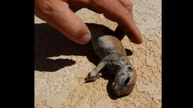 WATCH: Pool repairman finds drowned squirrel…what happens next will ...