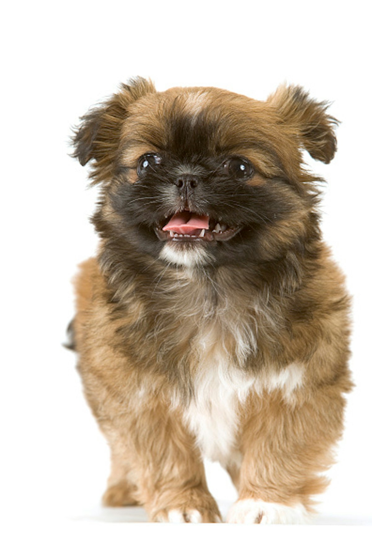 Dog name inspiration: 180 cute names for your puppy