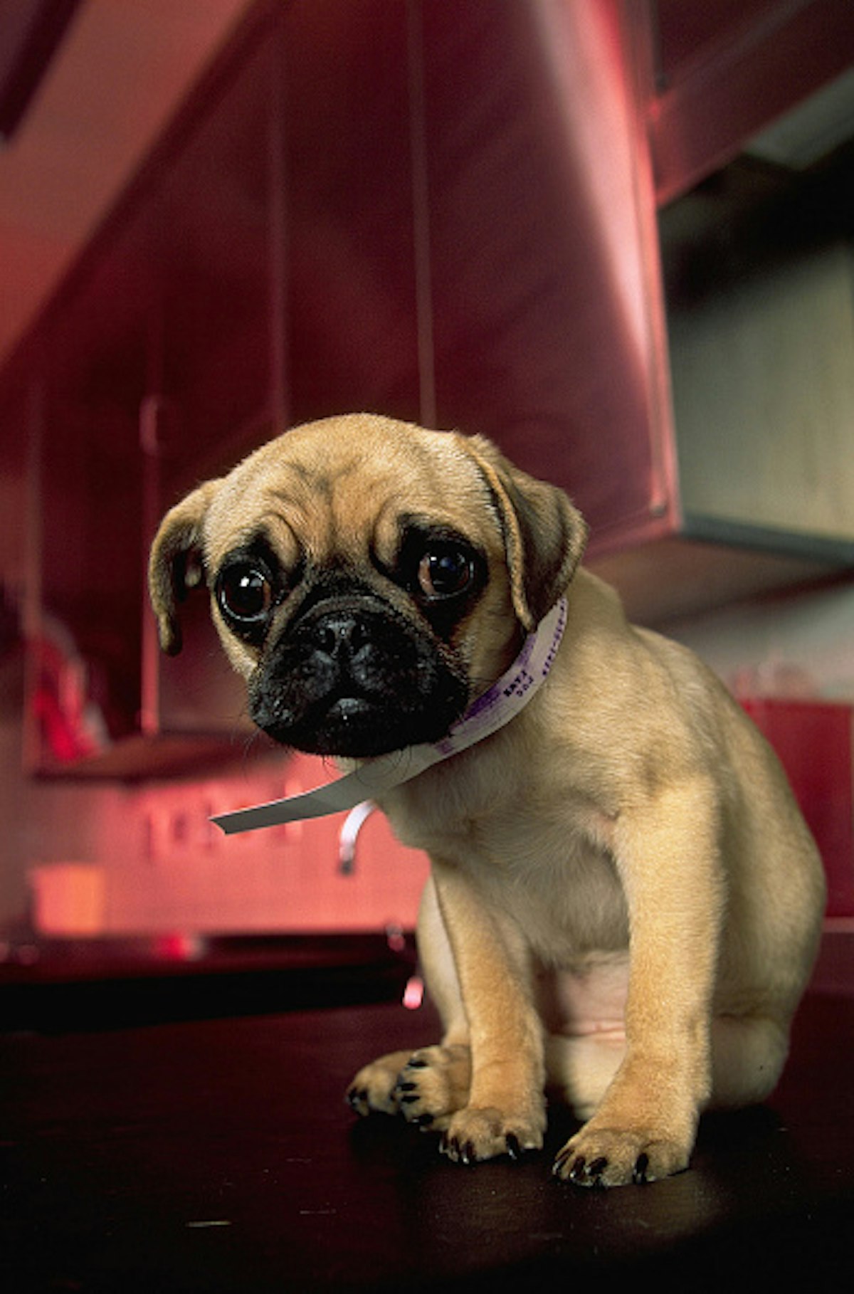 Dog name inspiration: 180 cute names for your puppy