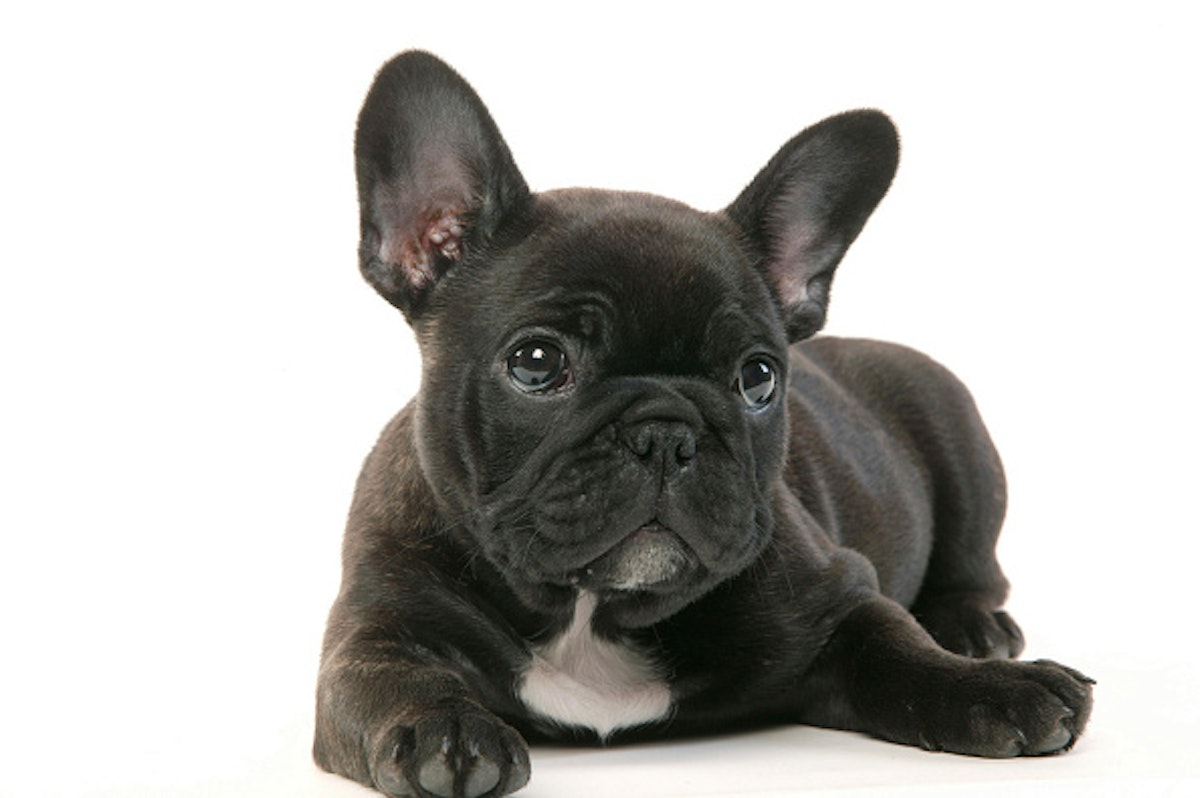 Dog name inspiration: 180 cute names for your puppy