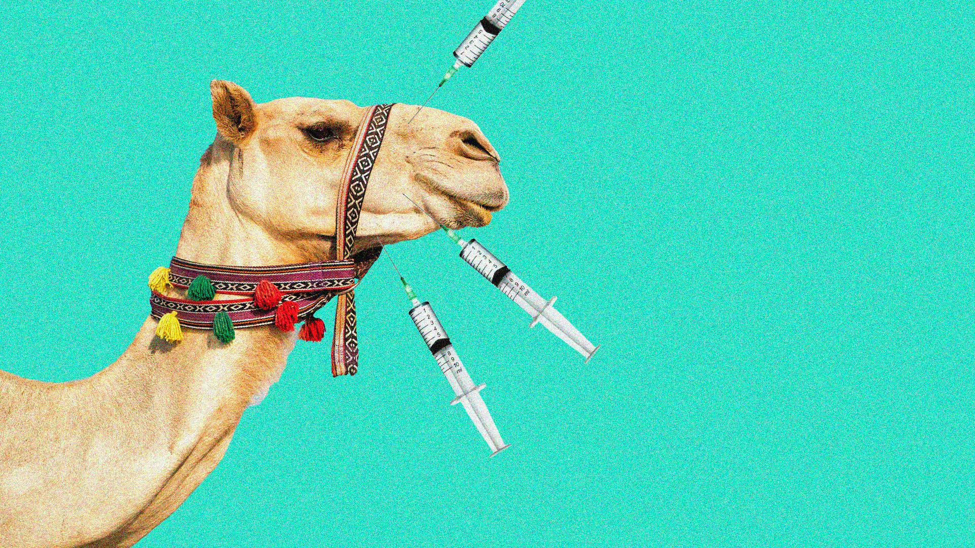 12 Camels Disqualified From Beauty Pageant Over Botox Injections | Grazia