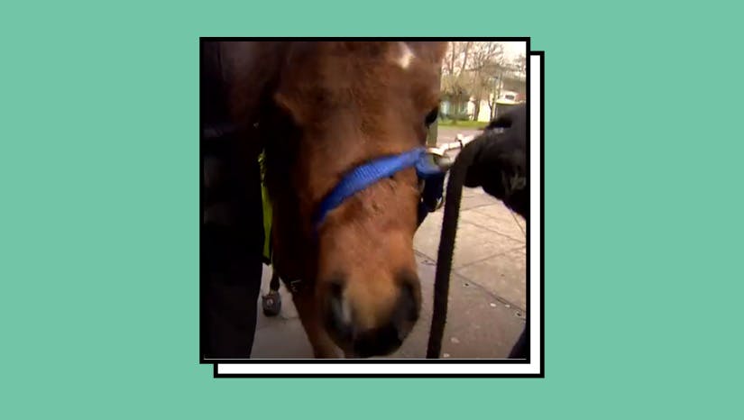 Meet Digby, The UK’s First Guide Horse | Grazia