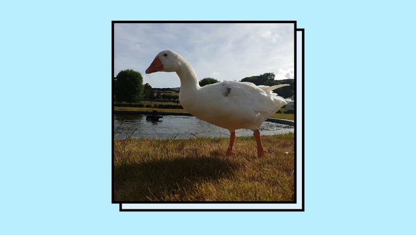 A Case For Modelling Your Life After This Bisexual Polyamorous Goose ...