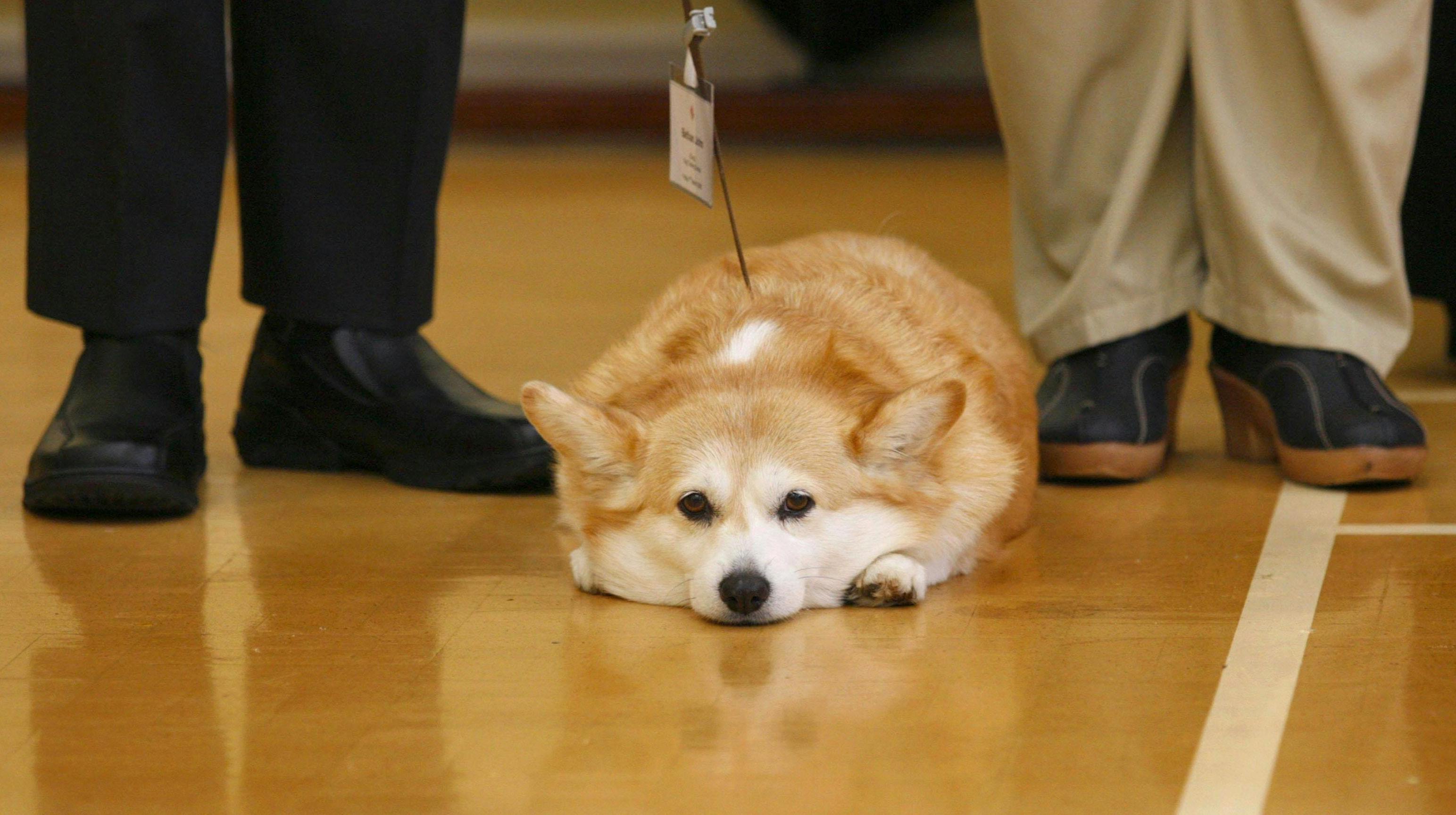 ‘The Crown’ Is Responsible For Renewed Popularity Of The Corgi