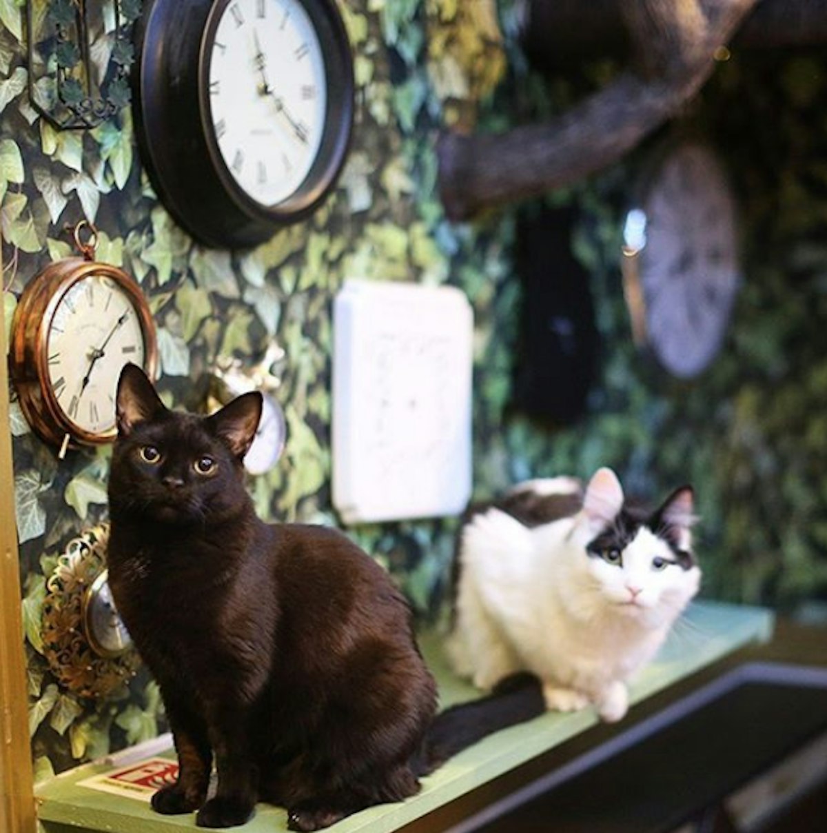 7 Pet cafes you NEED to visit: London, Edinburgh, UK - Heatworld