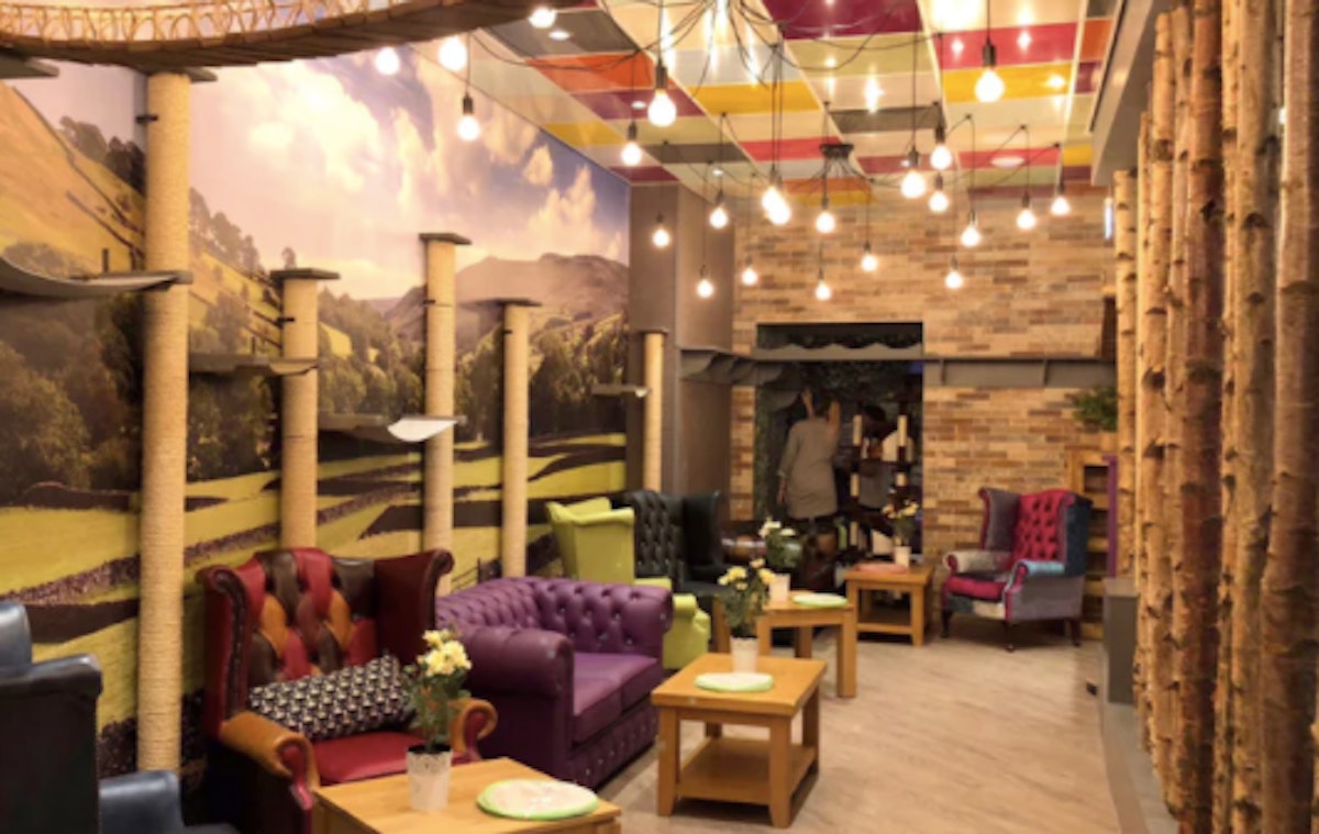 7 Pet cafes you NEED to visit: London, Edinburgh, UK - Heatworld