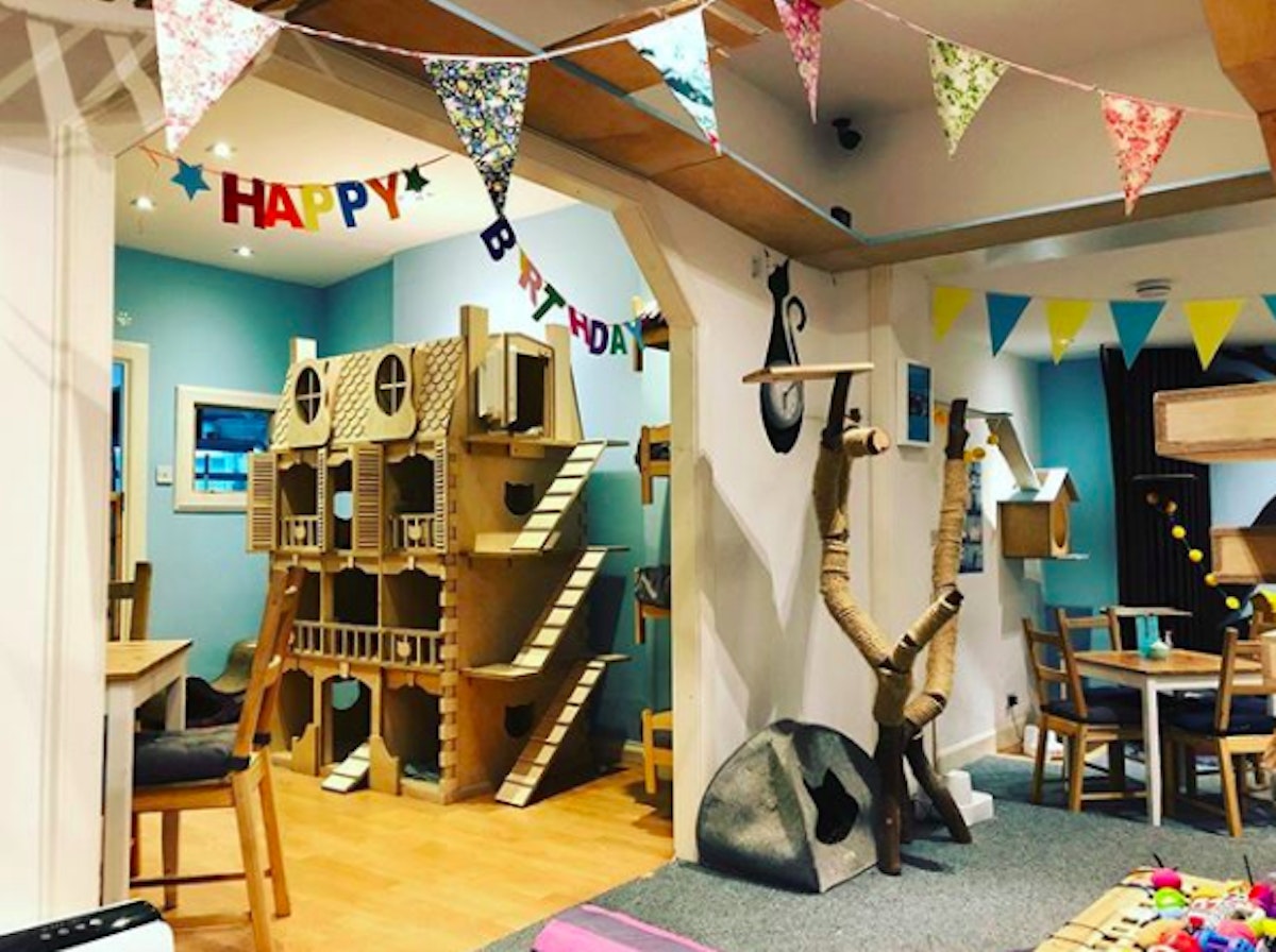 7 Pet cafes you NEED to visit: London, Edinburgh, UK - Heatworld