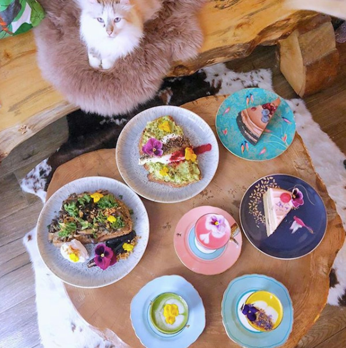 7 Pet cafes you NEED to visit: London, Edinburgh, UK - Heatworld