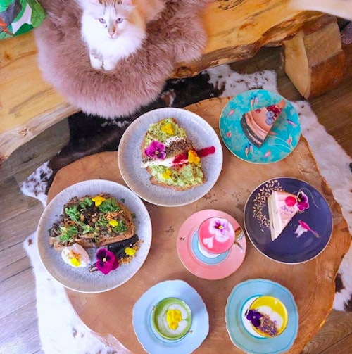 7 Pet cafes you NEED to visit if you’re obsessed with animals ...