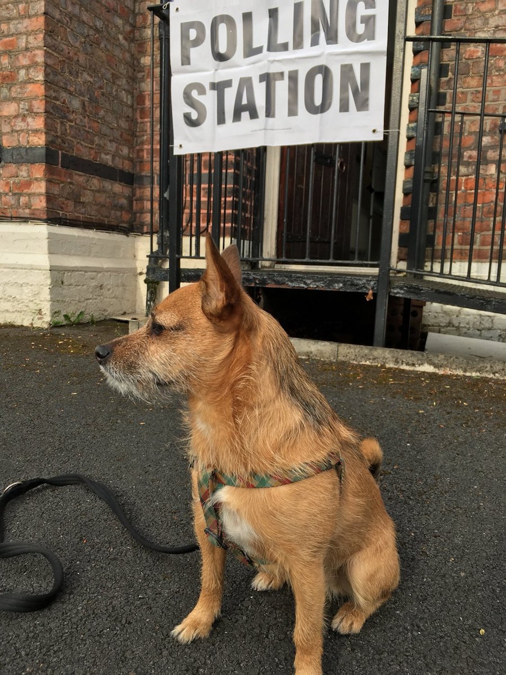 Dogs at polling stations will bring a smile to your face this Thursday
