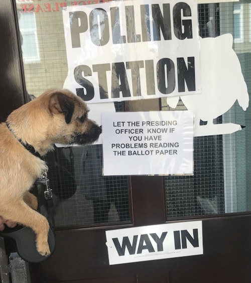 These Pictures Of Dogs At Polling Stations Will Make You Feel Better ...
