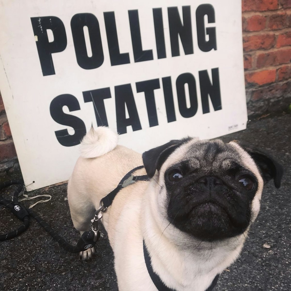 Dogs at polling stations will bring a smile to your face this Thursday