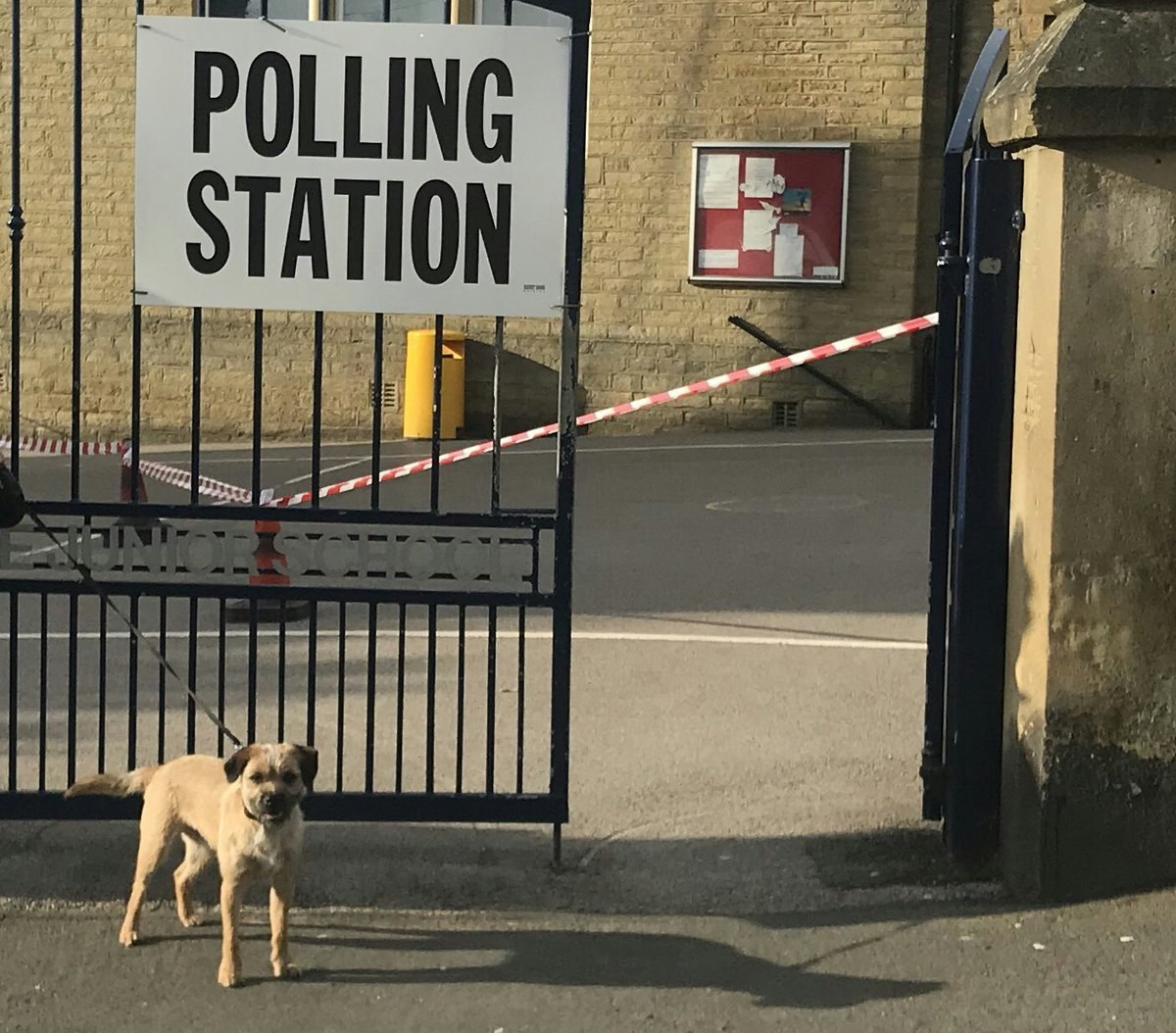 Dogs at polling stations will bring a smile to your face this Thursday