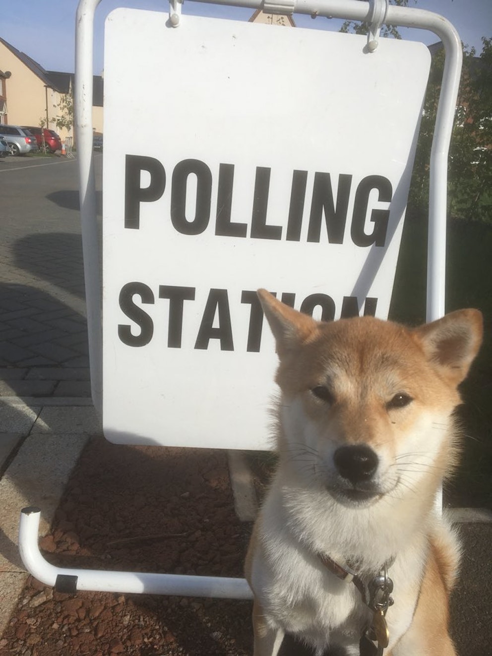 Dogs at polling stations will bring a smile to your face this Thursday