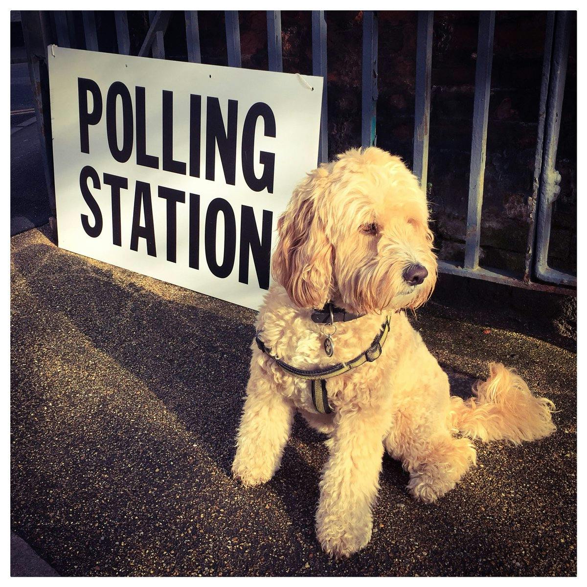 Dogs at polling stations will bring a smile to your face this Thursday