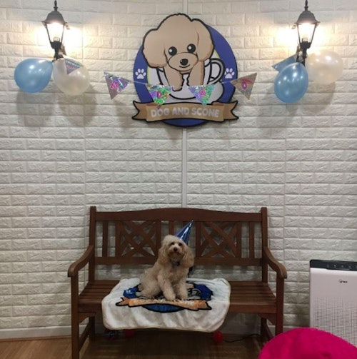 7 Pet cafes you NEED to visit if you’re obsessed with animals ...