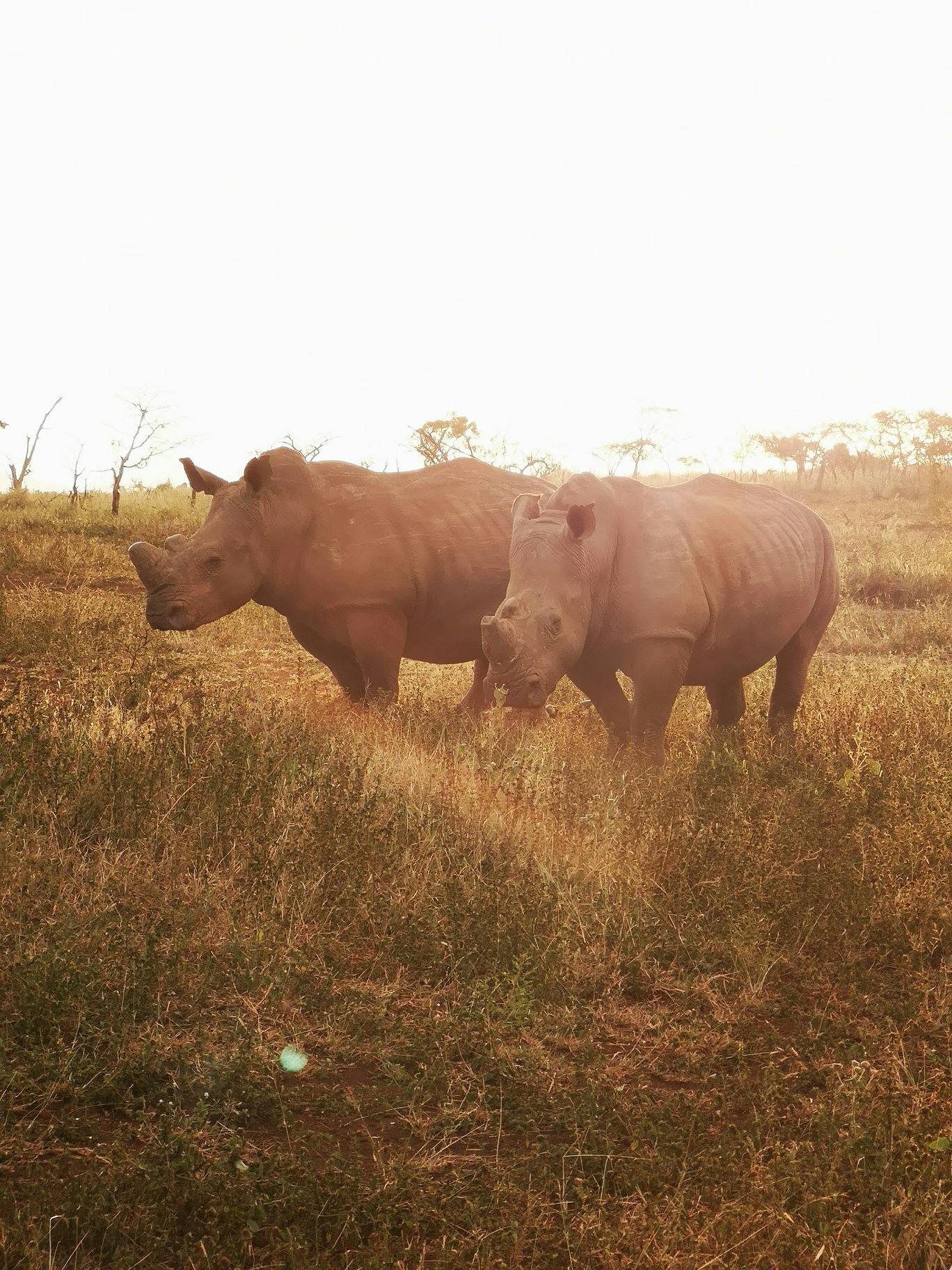 Animal Magic: The Camera Phone Good Enough To Take On Safari