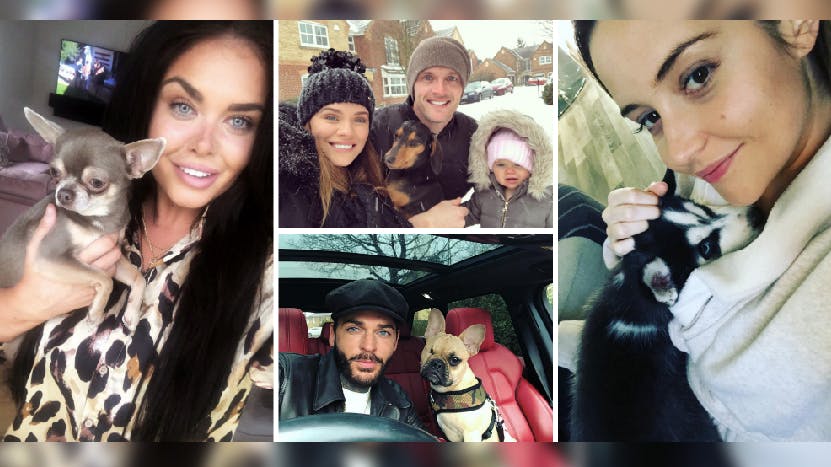 REVEALED: The top 20 signs your dog is part of the family