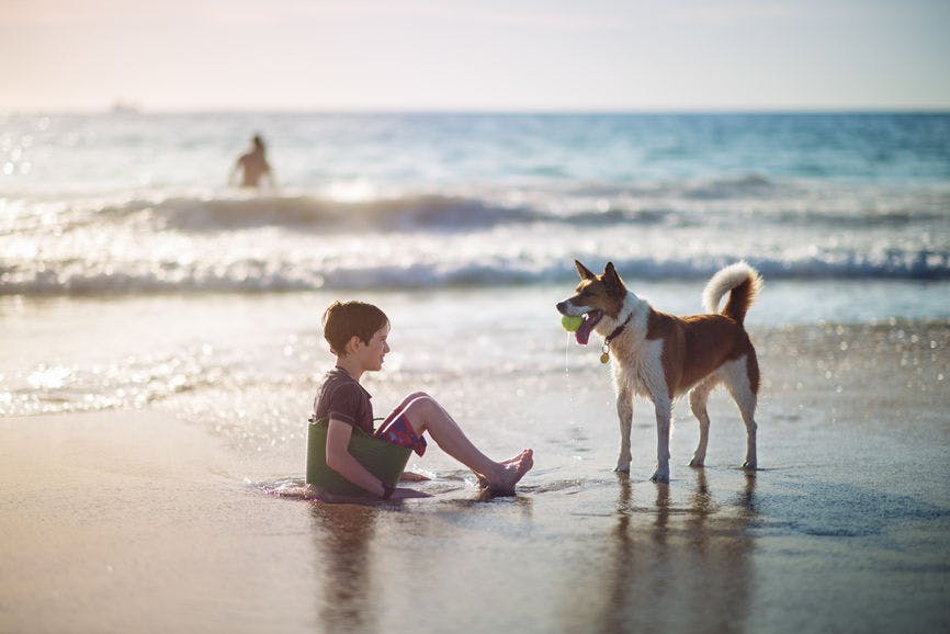 Pet-friendly summer activities for you and your family - Closer