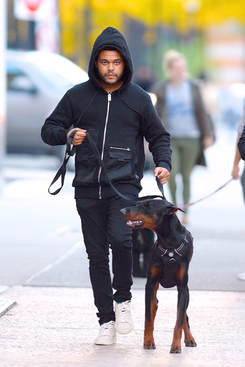 GALLERY: Celebrities and their super cute pets | Celebrity | Heat