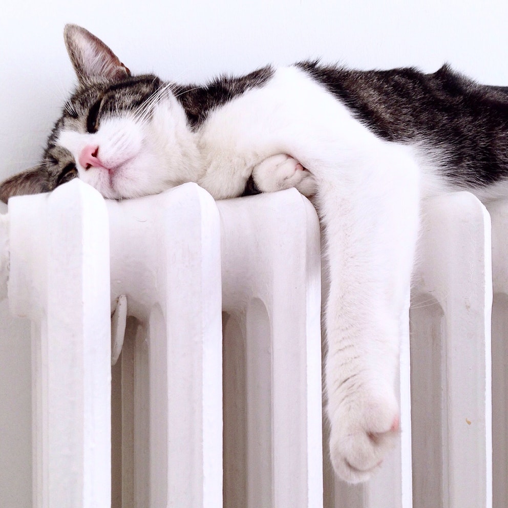 Pet safety: Keeping pets safe in the cold winter months