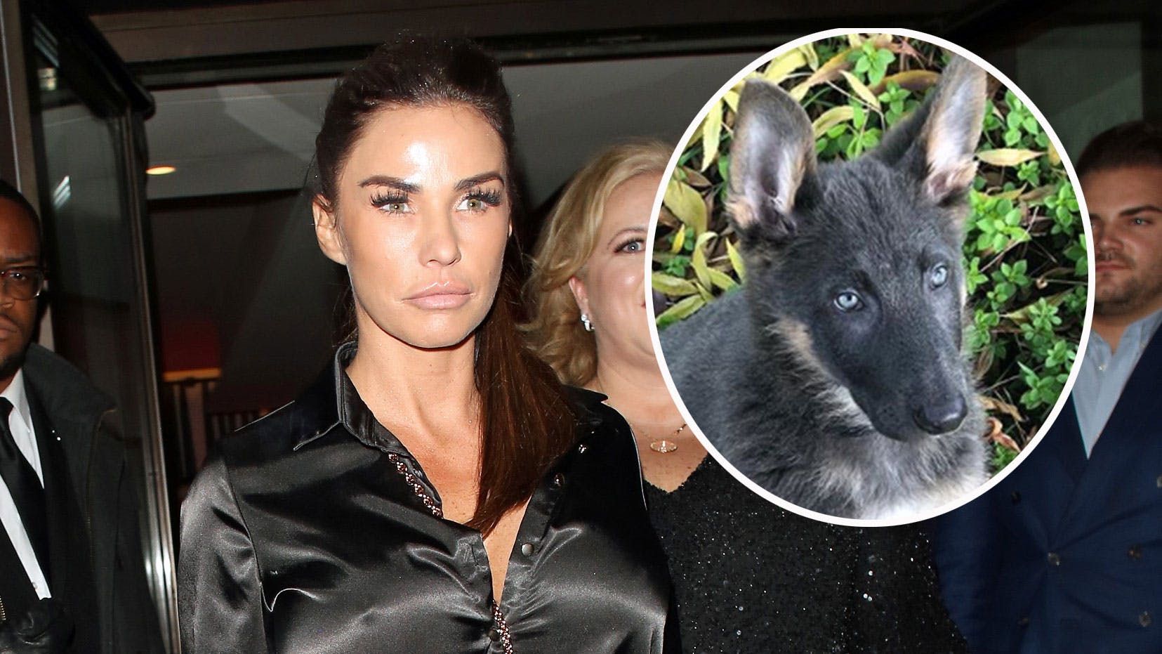Katie Price's puppies saved from traffic for third time in a month
