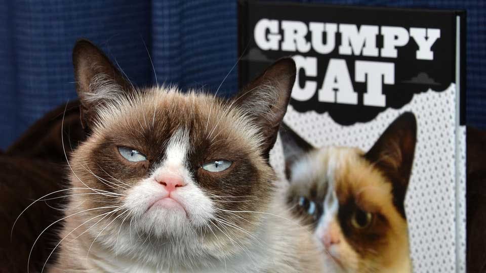 The world's most famous cat Grumpy Cat has died | Entertainment | Heatworld