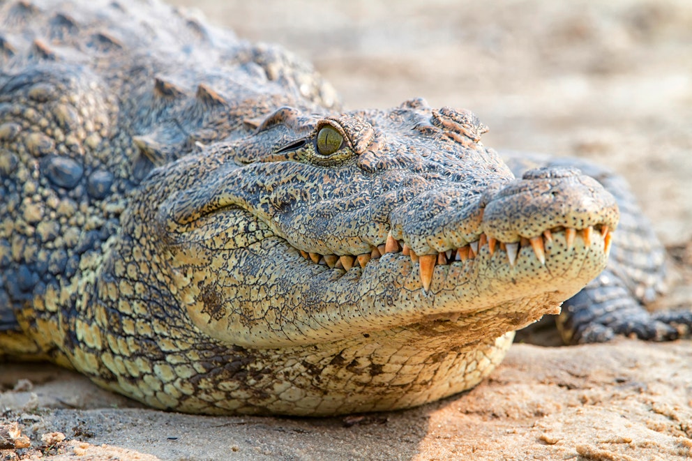 A crocodile ate my arm – just days before my wedding!