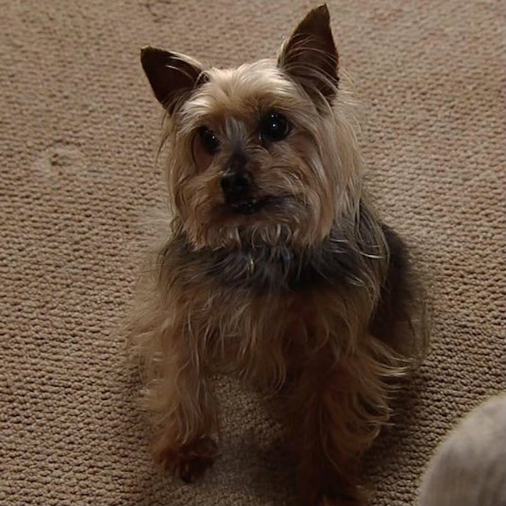 Corrie fans spot major blunder with David the Dog