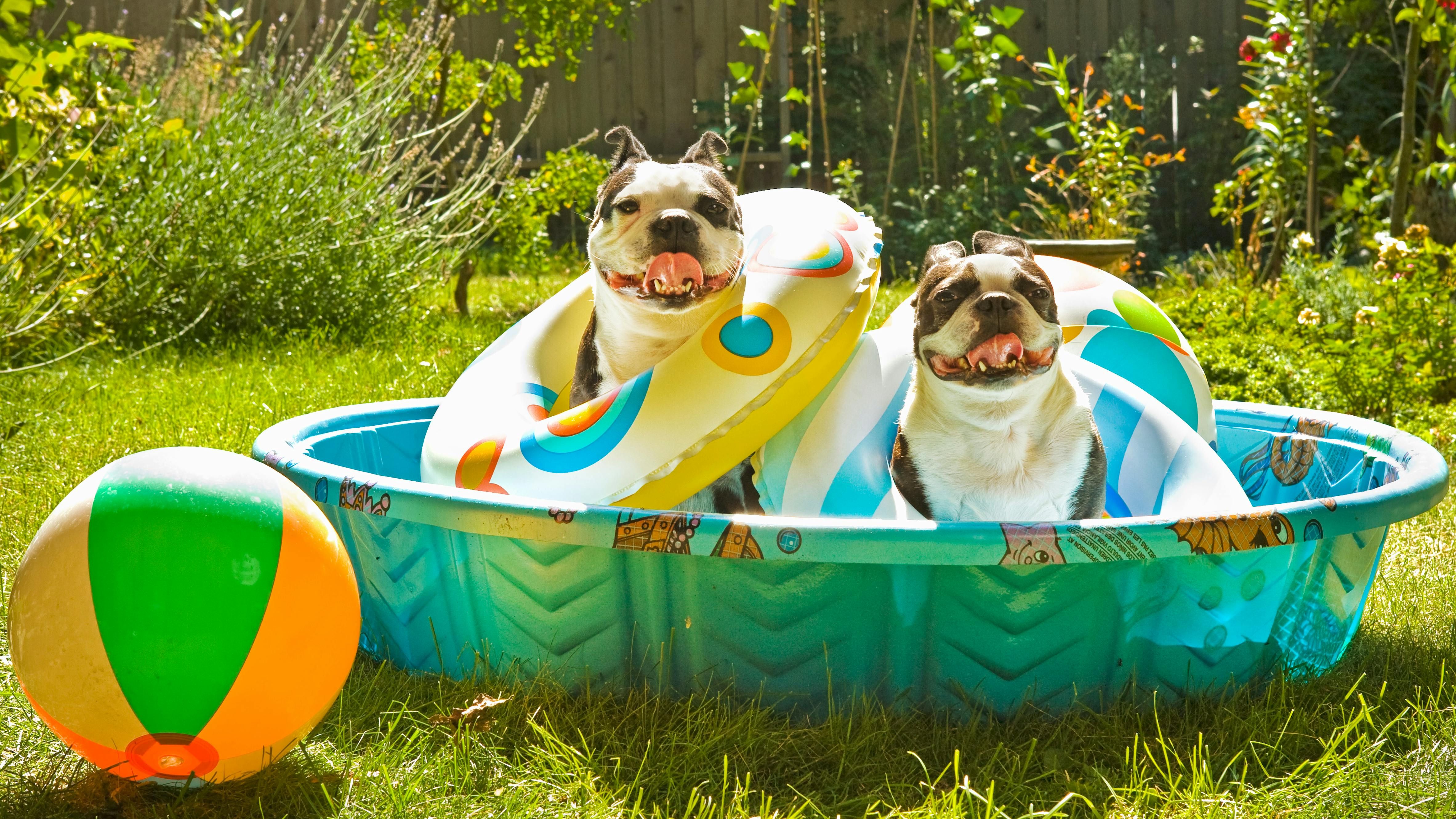 How To Keep Small Dogs Cool In Summer