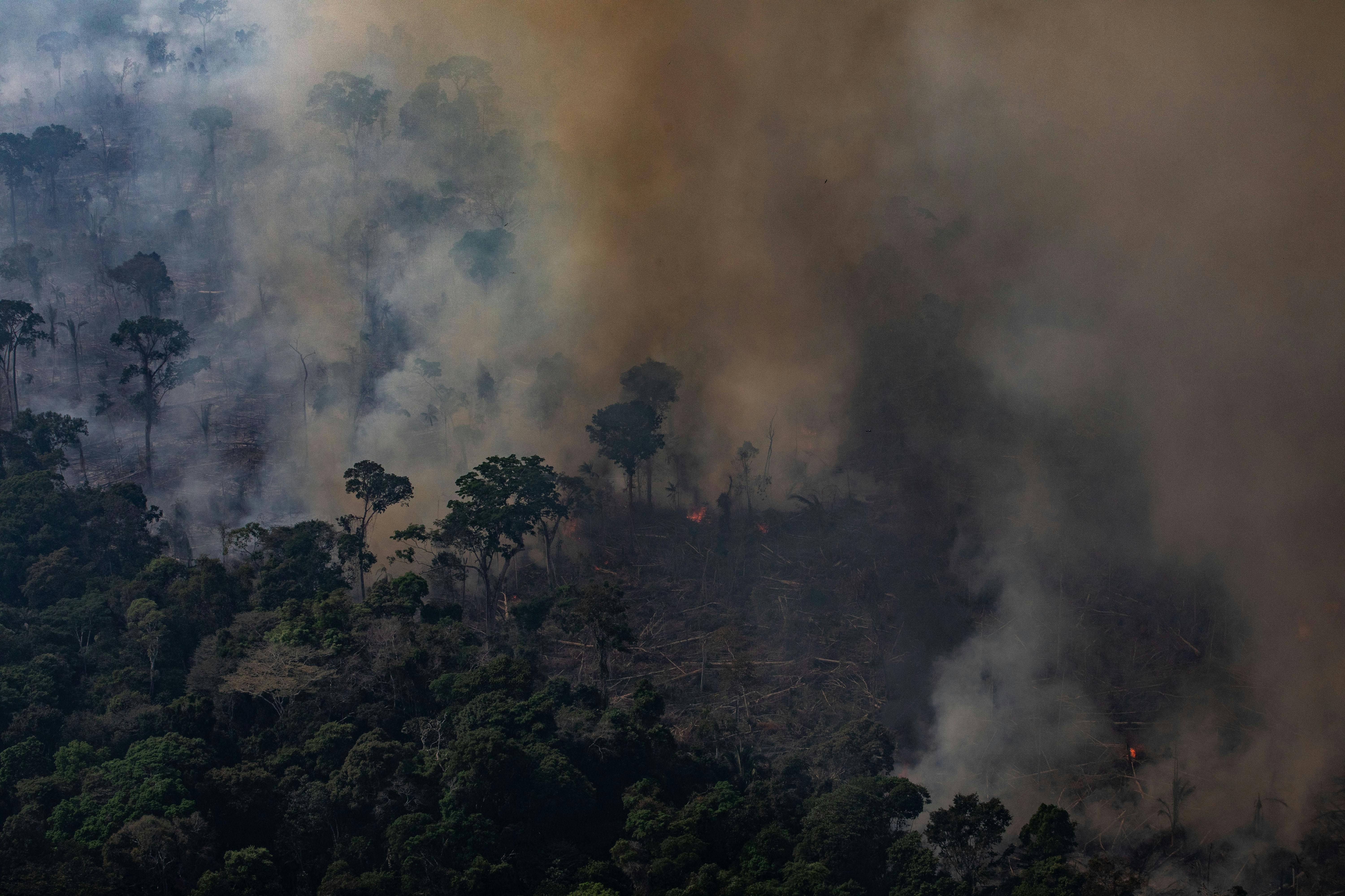 What Caused The Amazon Rainforest Fire And How Can I Help Stop ...