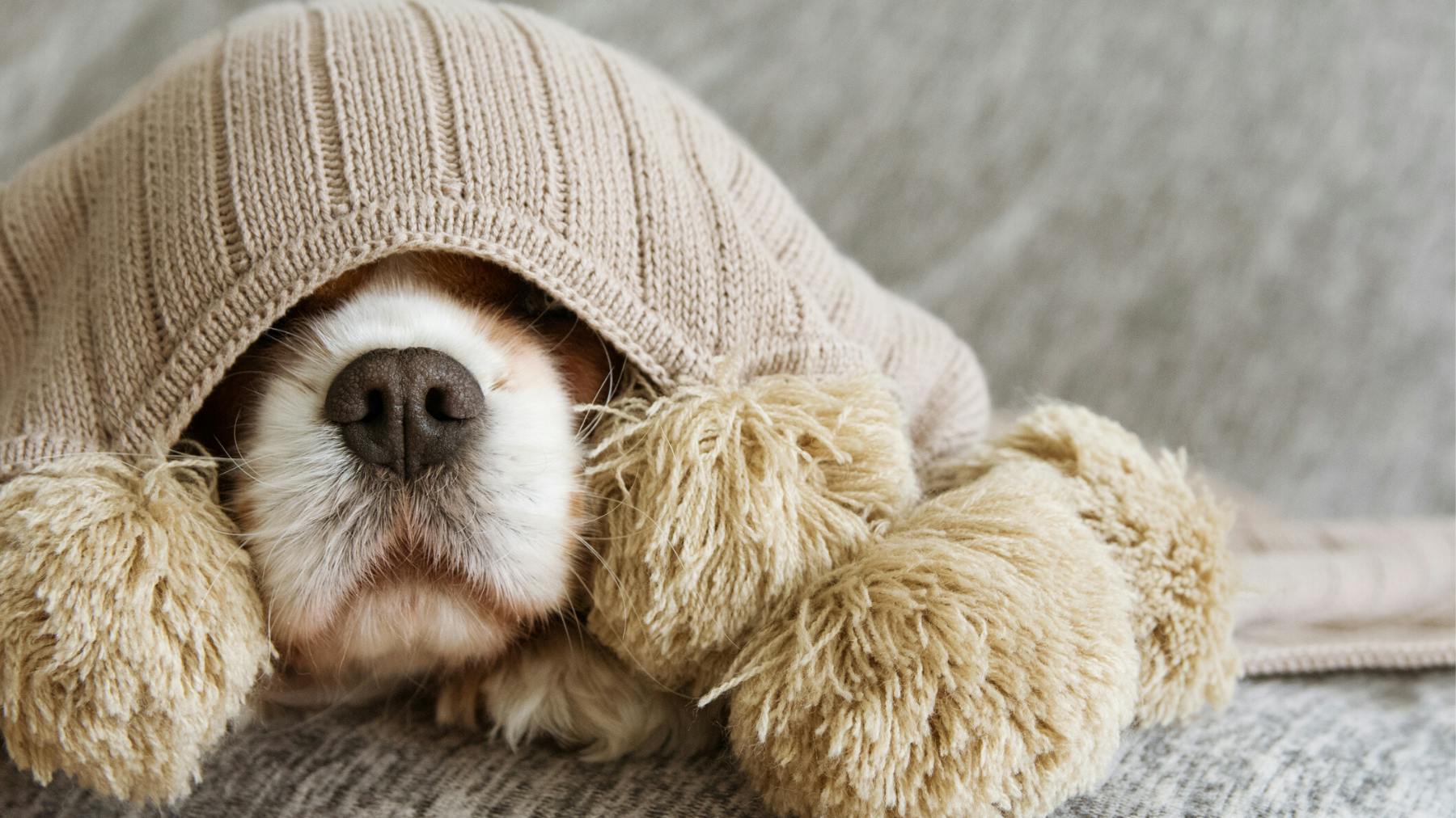 Best Pet Calming Products