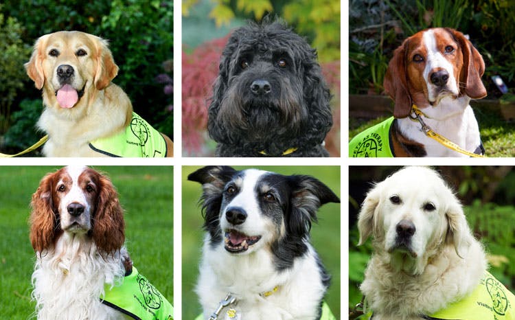 Meet the doggies who do good | Life | Yours