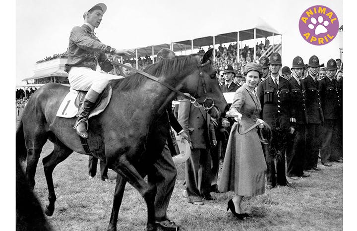 Queen Elizabeth's love of horse racing