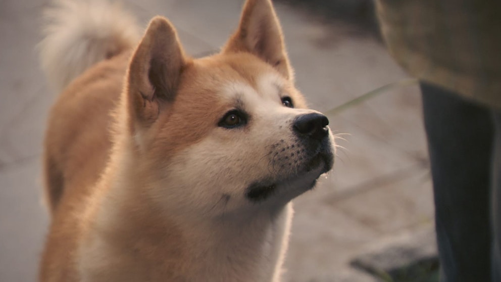 The 23 Greatest Movie Dogs | Movies | Empire