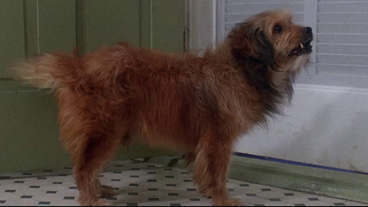 The 23 Greatest Movie Dogs | Movies | Empire