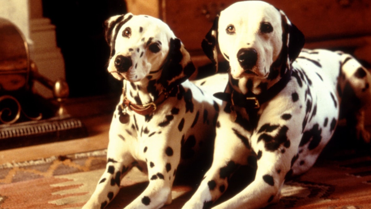 The 23 Greatest Movie Dogs | Movies | %%channel_name%%