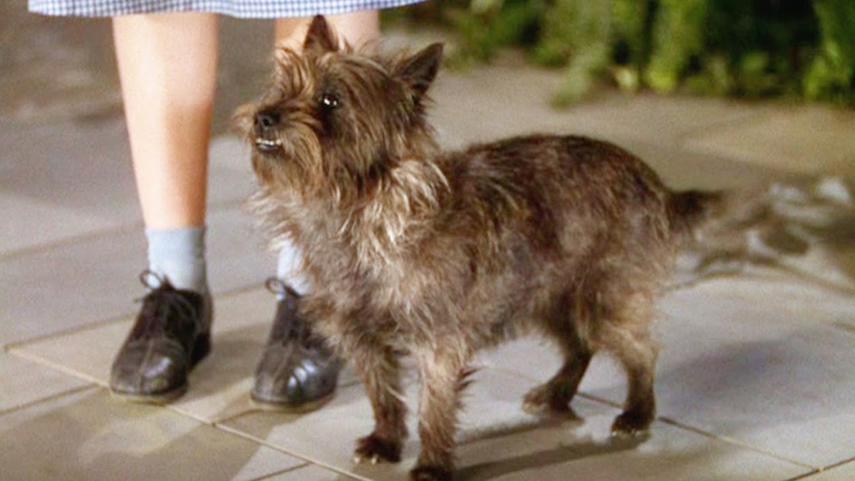 The 23 Greatest Movie Dogs | Movies | %%channel_name%%