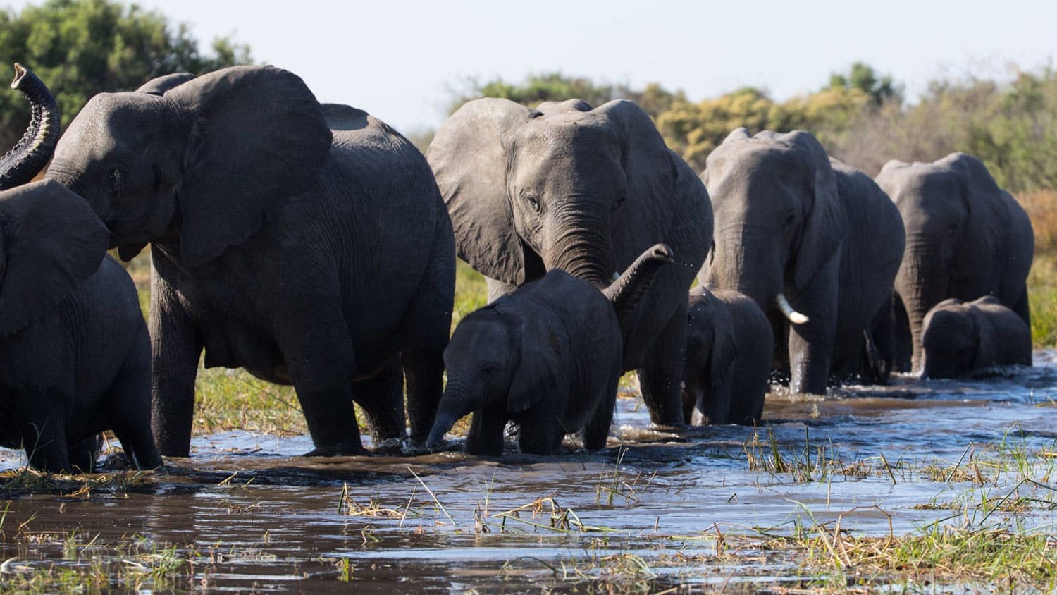 Elephant (2020) Review | Movie - Empire