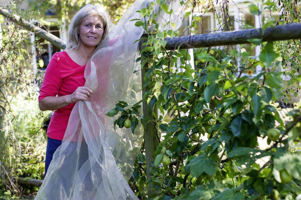 Cover Fruit Trees with Tight Mesh! | %%channel_name%%