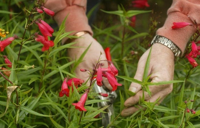 Propagate Penstemons | Garden News