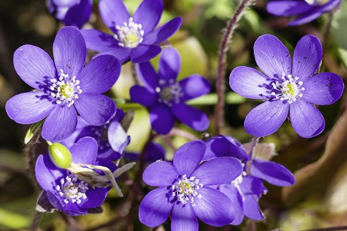 How To Grow Hepaticas | Garden News