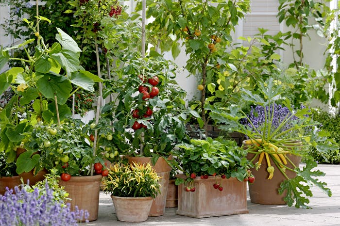 How To Grow A Mini Fruit Orchard | %%channel_name%%