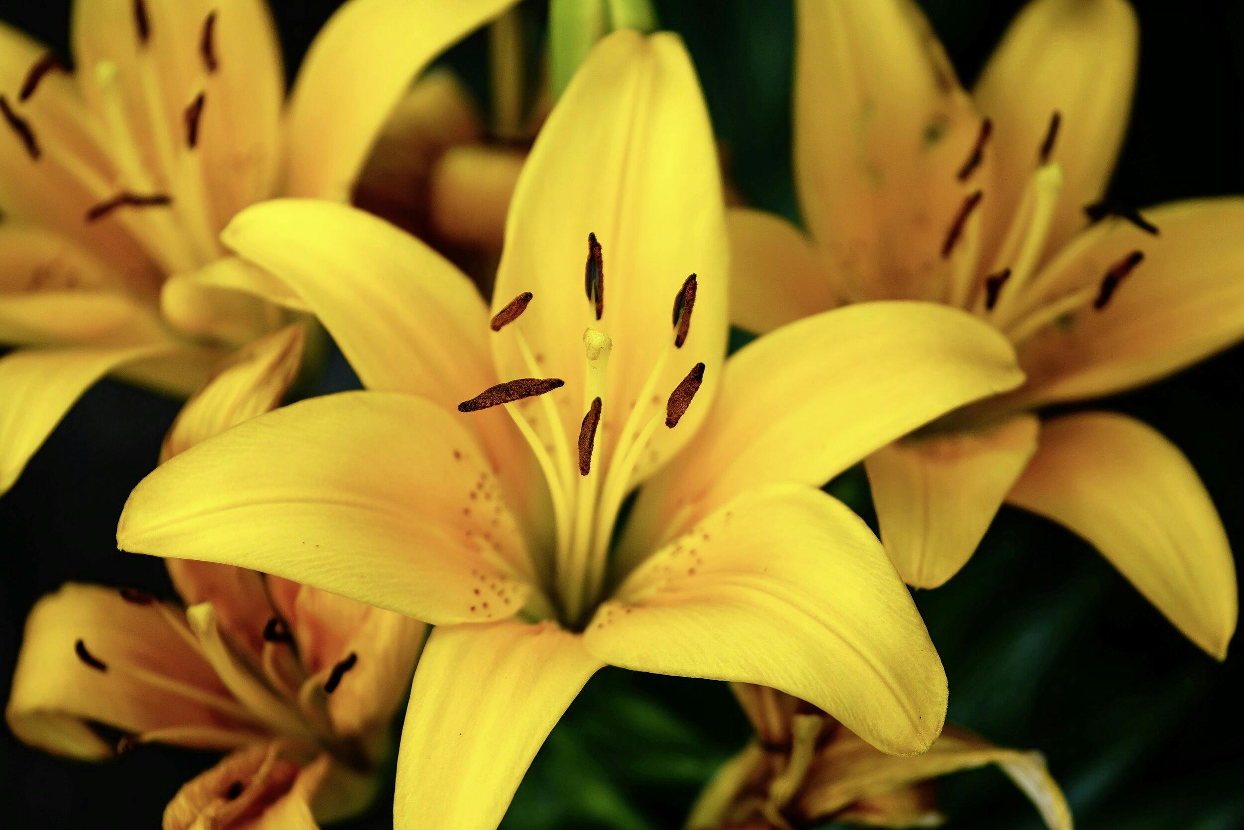 Compact Lilies For Dramatic Summer Pots | Garden News