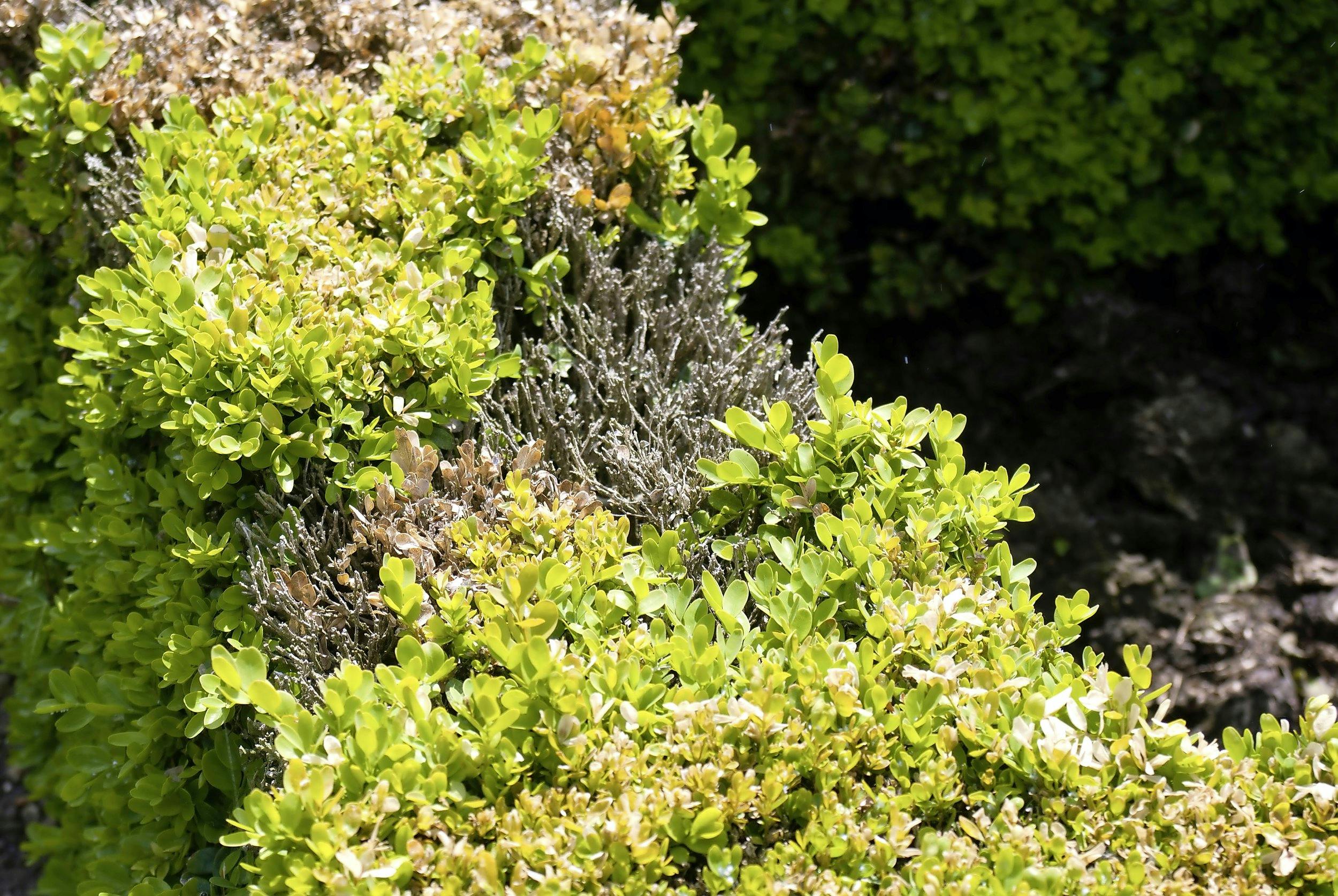 Deal With Box Blight | %%channel_name%%