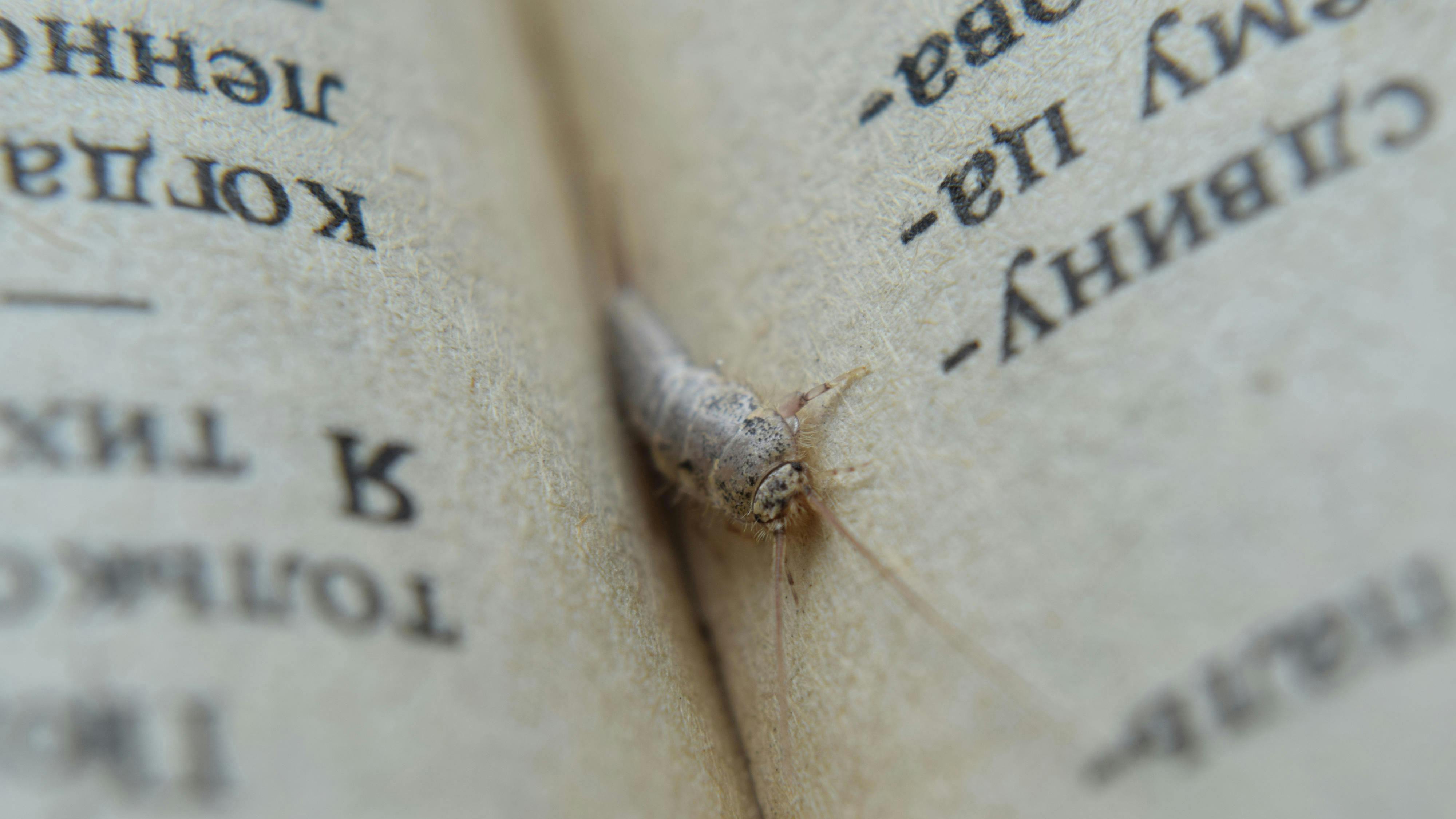 How to get rid of silverfish | Life | Yours