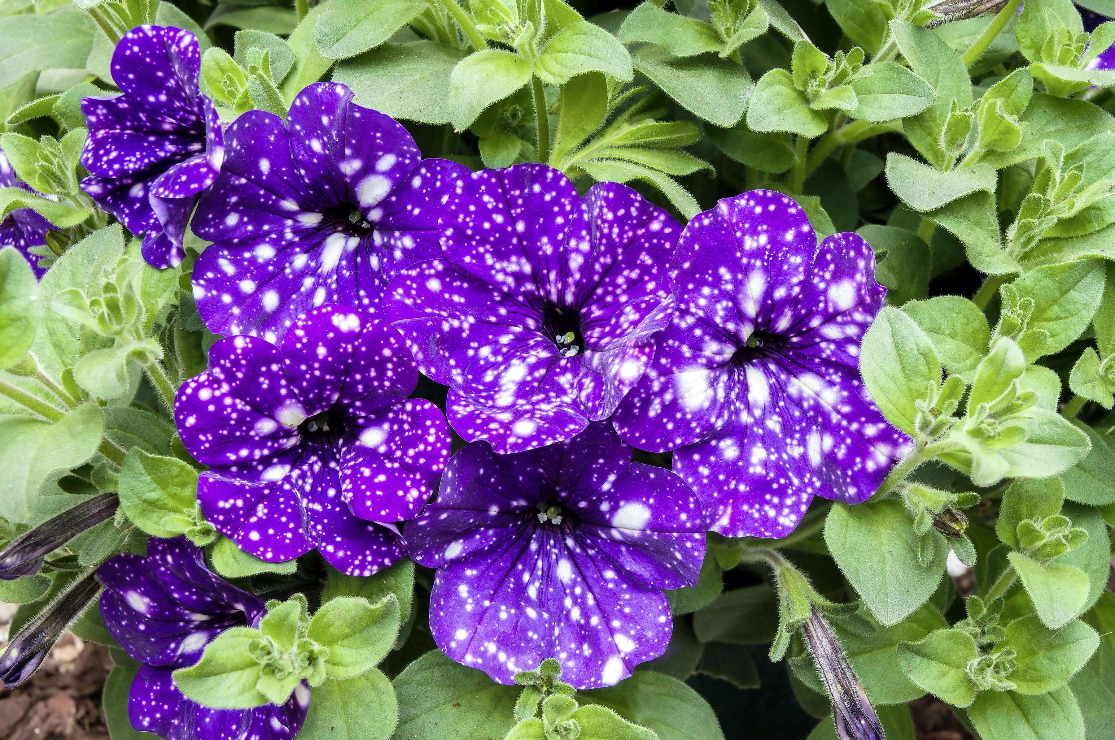 How to grow petunias